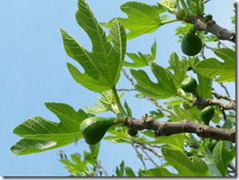 L’arbre aux fruits mous